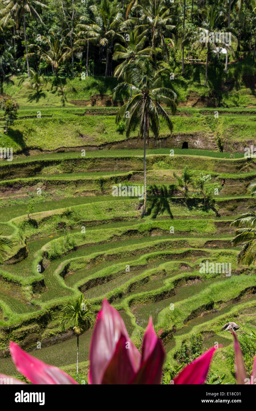 Lush green terraced farmland in Bali on a steep hillside with rice ...