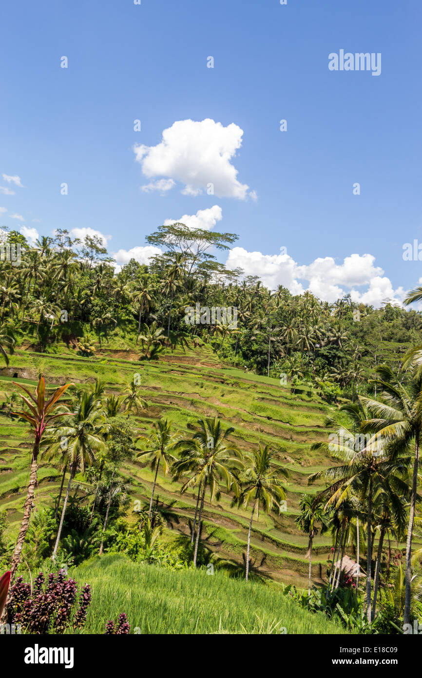 Lush green terraced farmland in Bali on a steep hillside with rice ...
