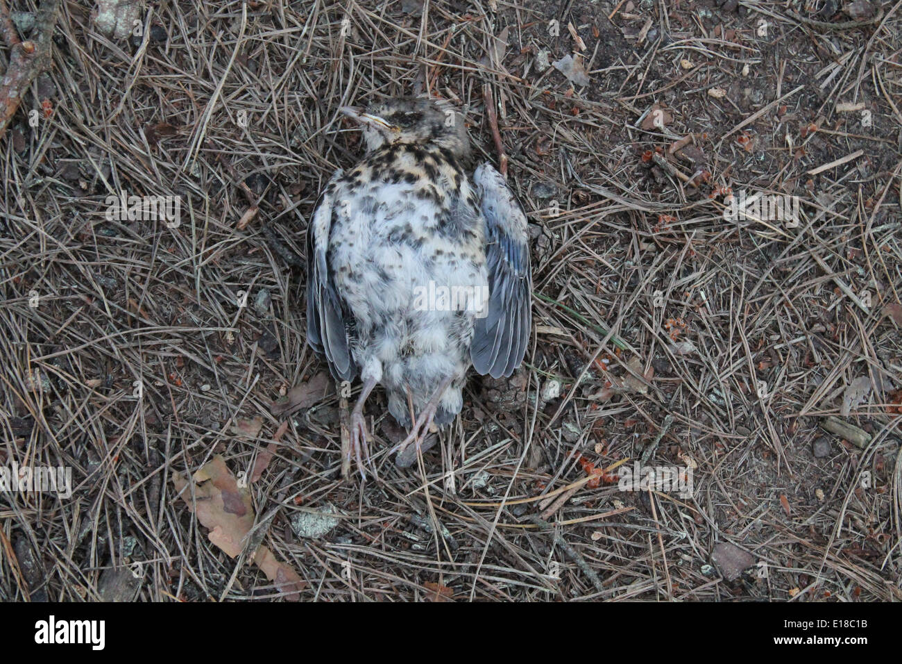 little nestling of cuckoo lay dead on the forest road Stock Photo - Alamy