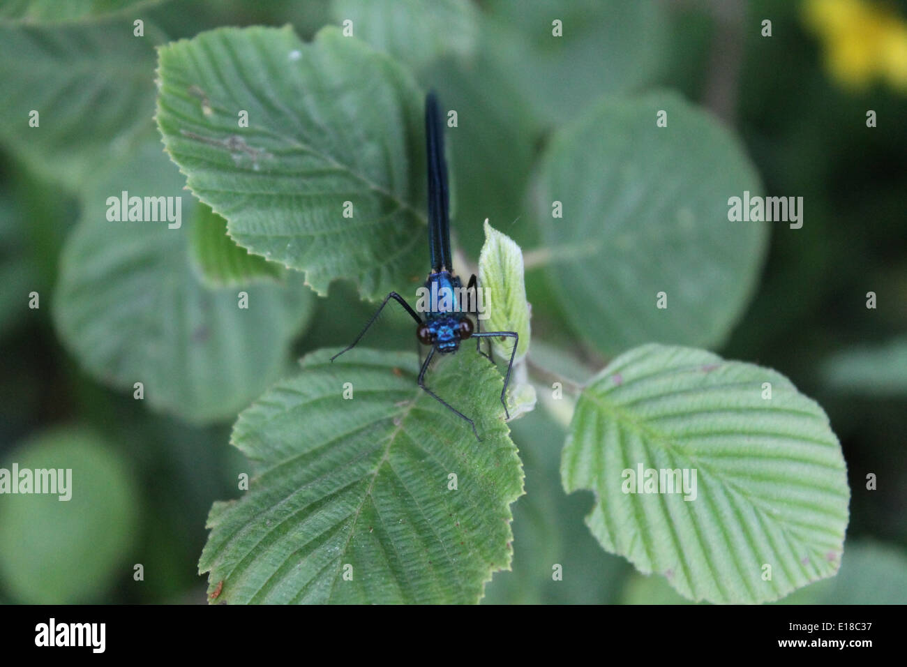 Verdure biology hi-res stock photography and images - Alamy