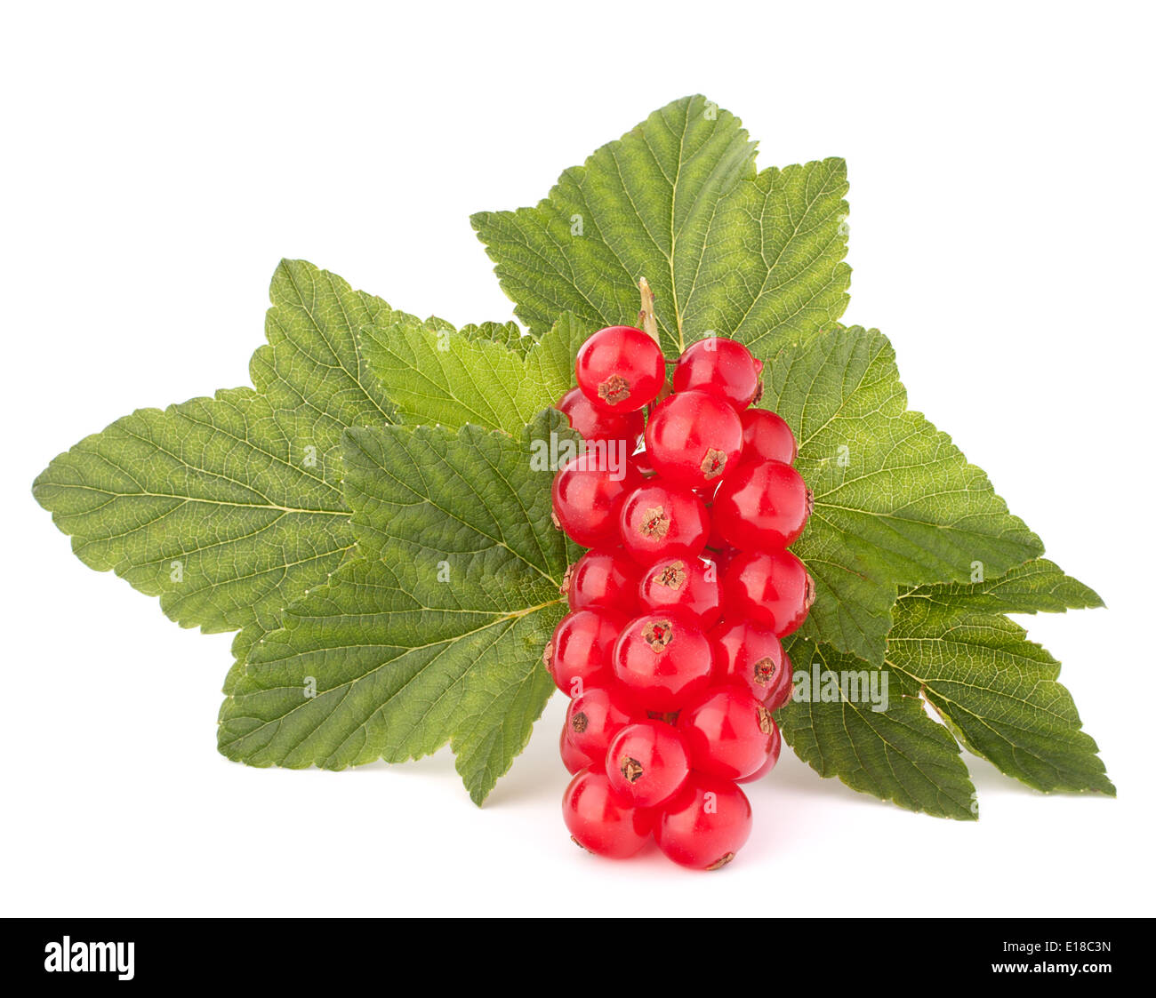 Red currants and green leaves still life isolated on white background ...