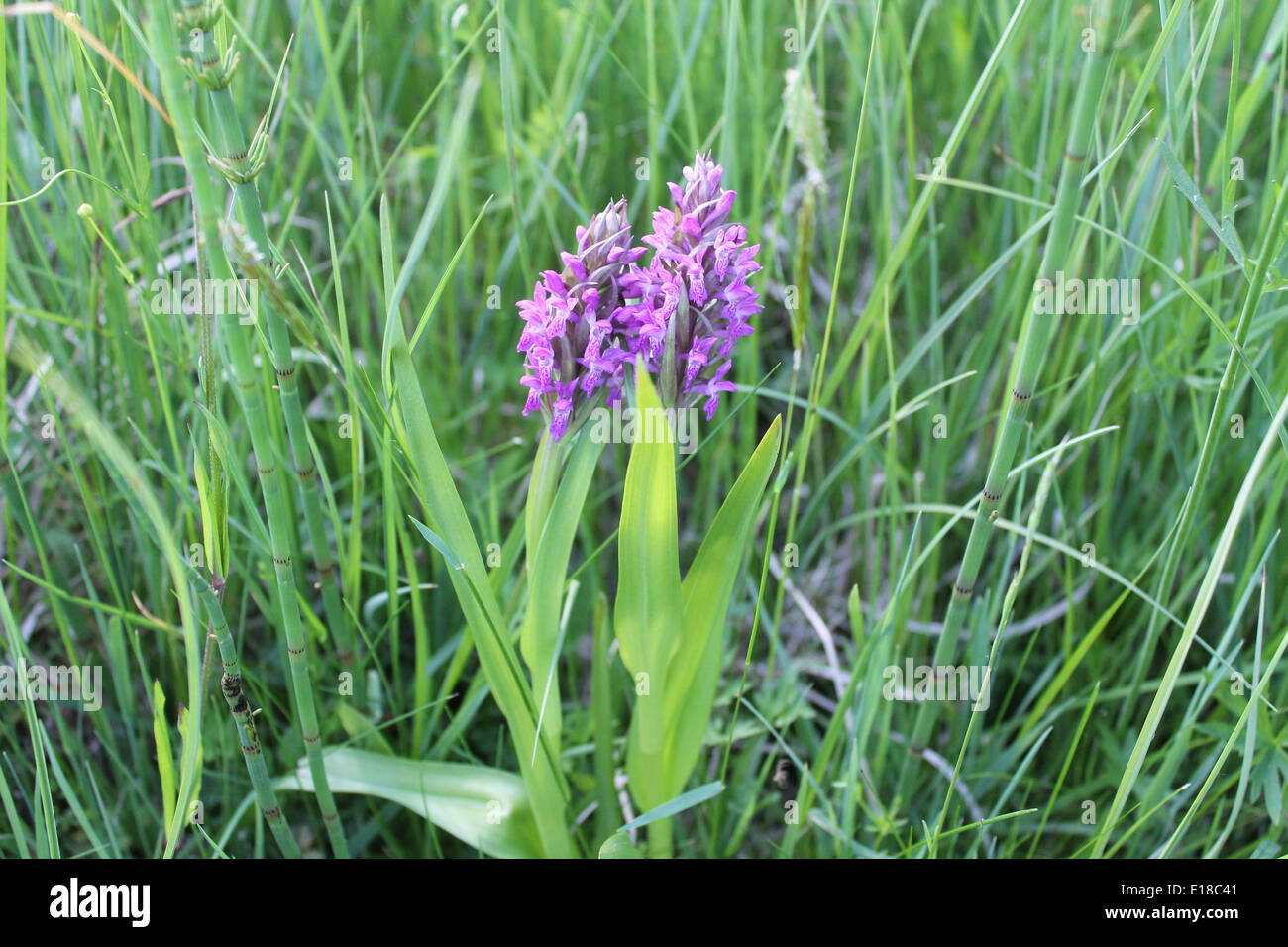 two violet field flowers grow into deep green grass Stock Photo - Alamy