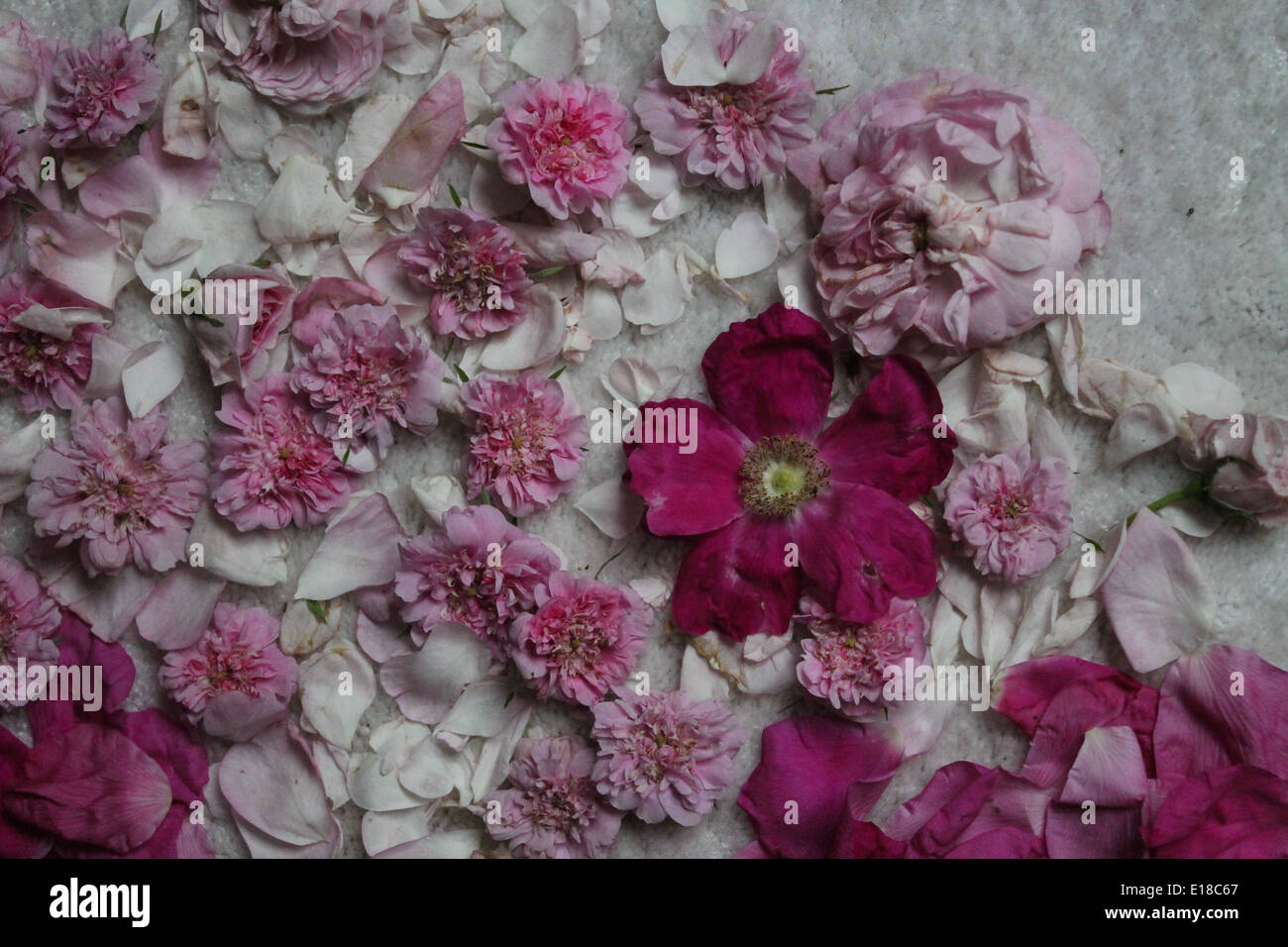 Scattering roses hi-res stock photography and images - Alamy