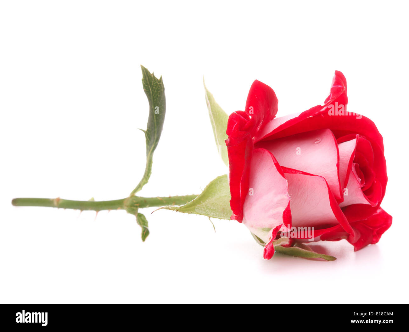 Red rose flower head isolated on white background cutout Stock Photo ...