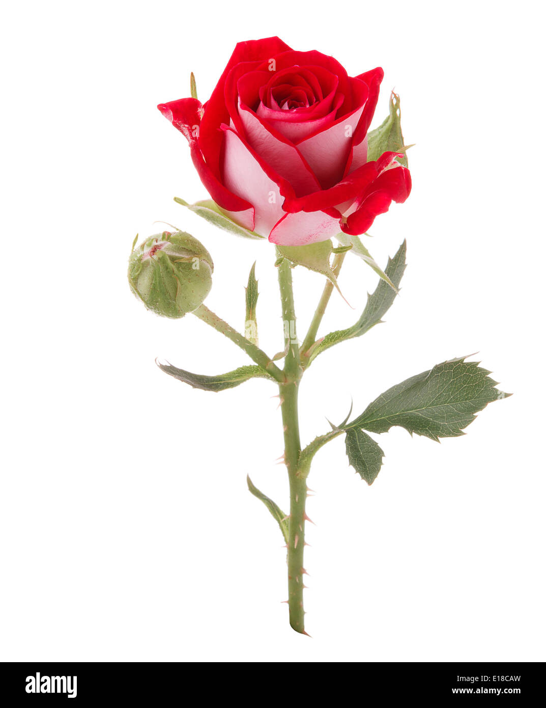 Red rose flower head isolated on white background cutout Stock Photo ...
