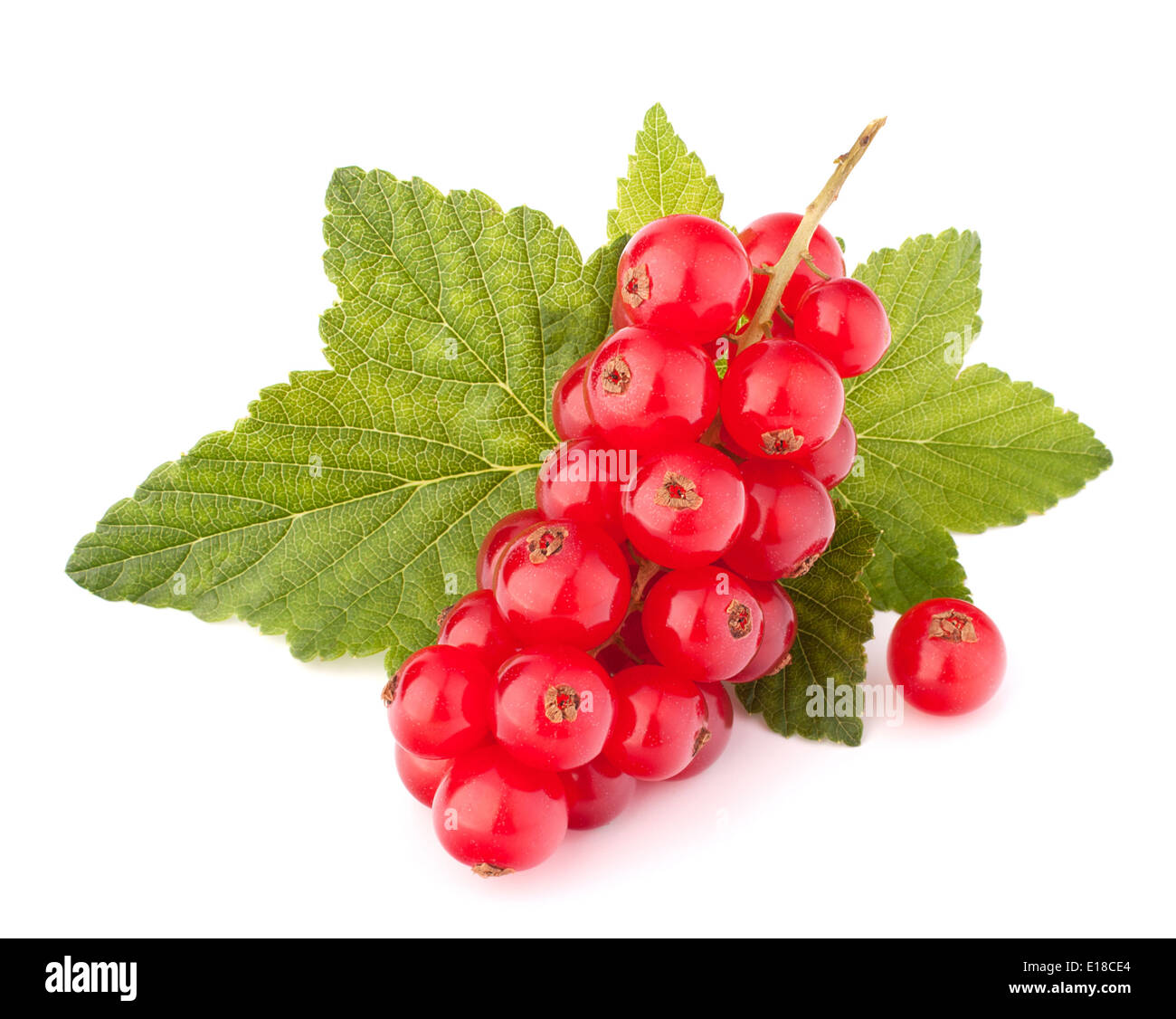 Red currants and green leaves still life isolated on white background ...