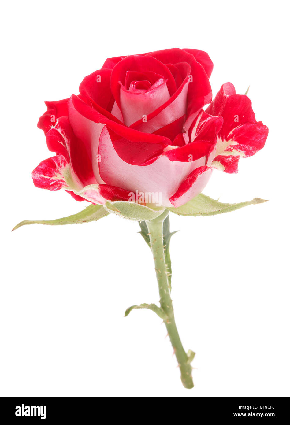 Red rose flower head isolated on white background cutout Stock Photo ...