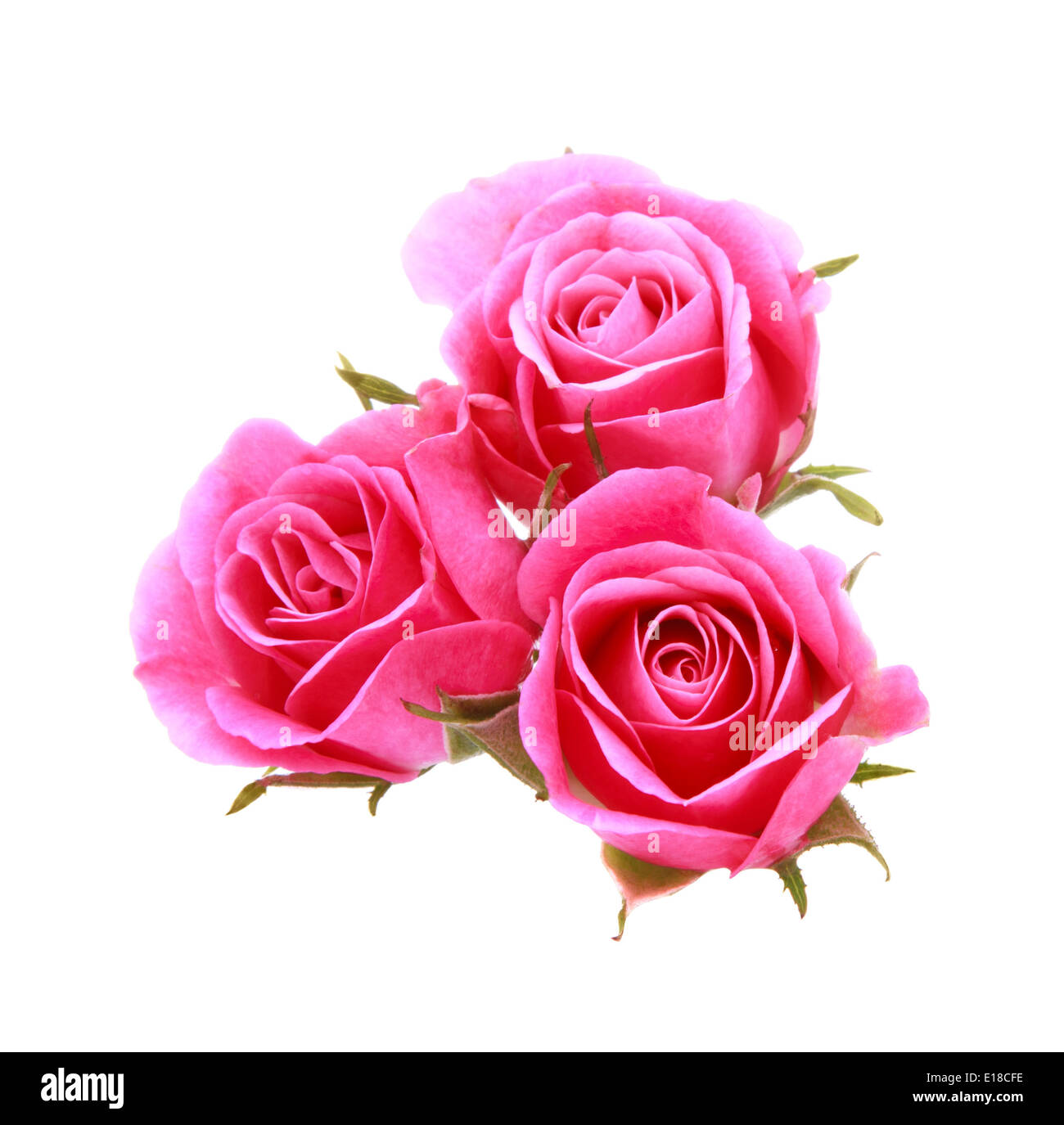 Pink rose flower bouquet isolated on white background cutout Stock ...