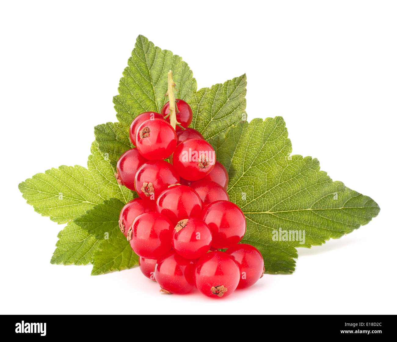 Red currants and green leaves still life isolated on white background ...