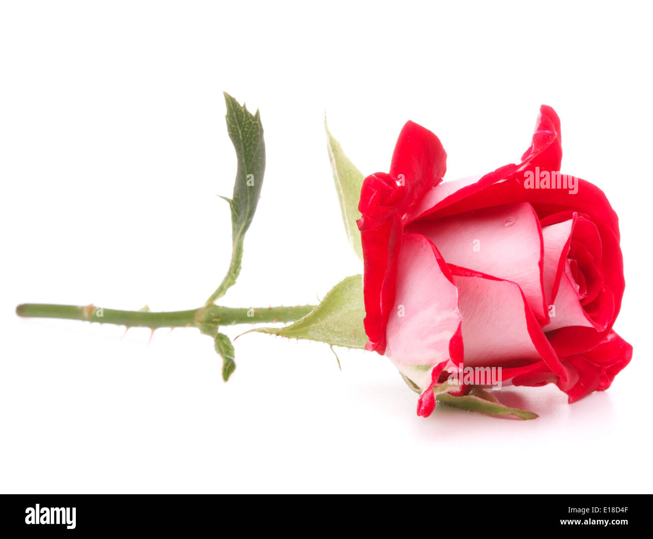 Red rose flower head isolated on white background cutout Stock Photo ...