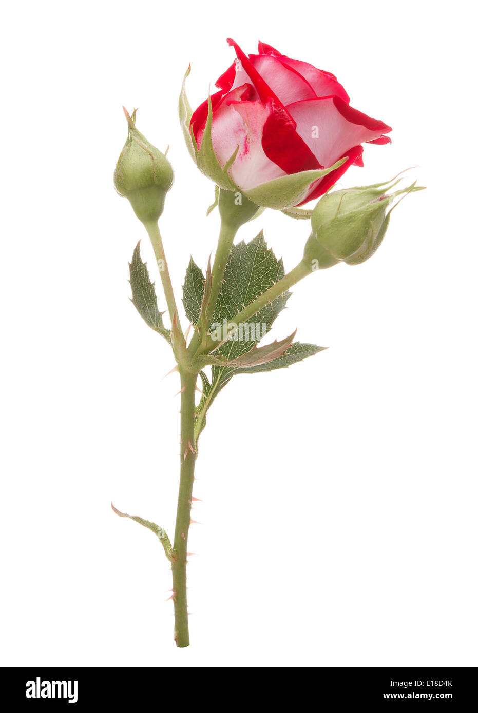 Red rose flower head isolated on white background cutout Stock Photo ...