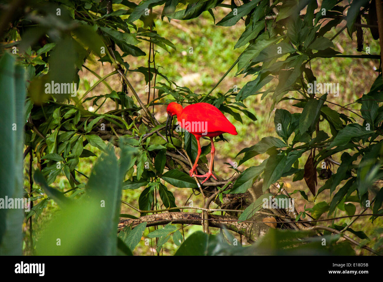 Red ibis with its distinctive scarlet plumage in lush tropical greenery ...