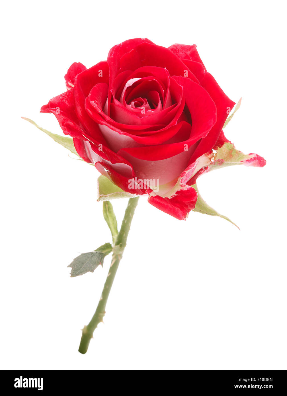 Red rose flower head isolated on white background cutout Stock Photo ...