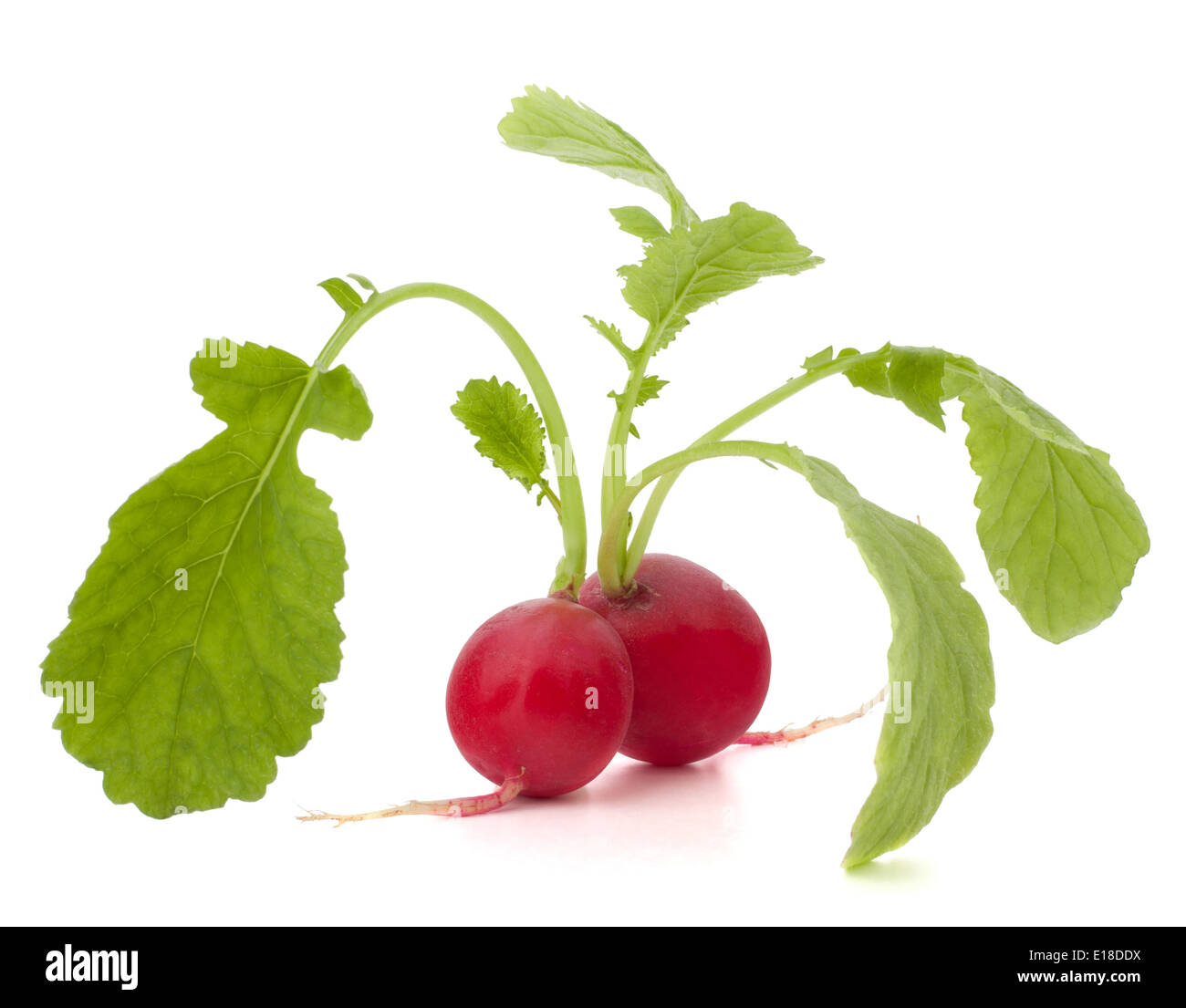 Small garden radish with leaves isolated on white background cutout ...