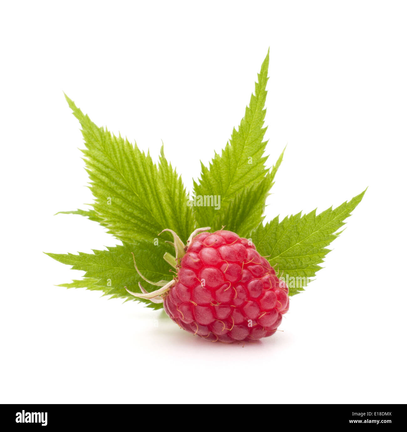 Sweet raspberry isolated on white background cutout Stock Photo - Alamy