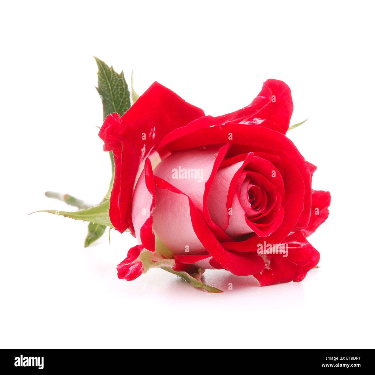 Red rose flower head isolated on white background cutout Stock Photo ...