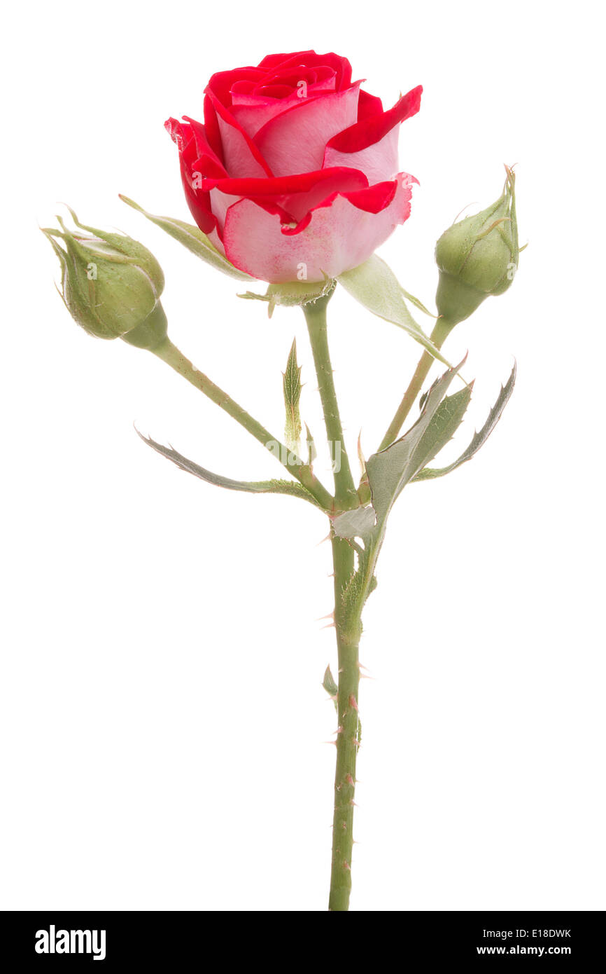 Red rose flower head isolated on white background cutout Stock Photo ...