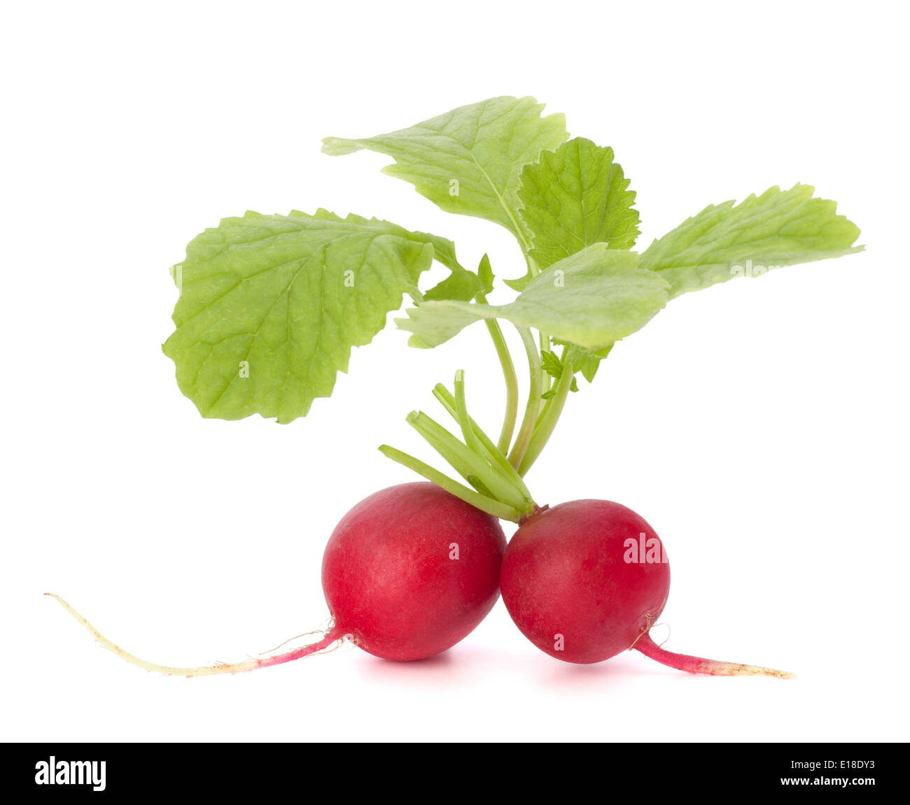 Small garden radish with leaves isolated on white background cutout ...
