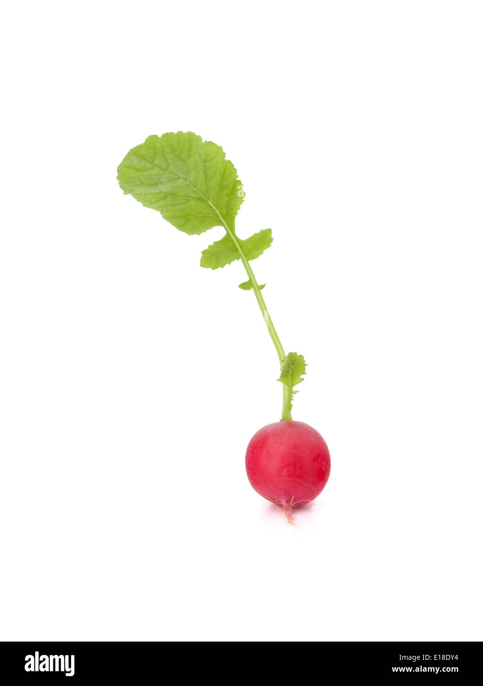 Small garden radish with leaves isolated on white background cutout ...