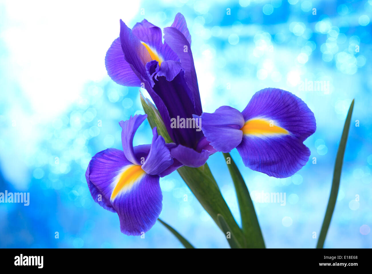 Beautiful blue iris flowers background Stock Photo - Alamy