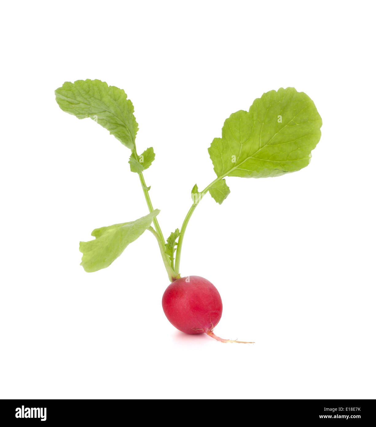 Small garden radish with leaves isolated on white background cutout ...