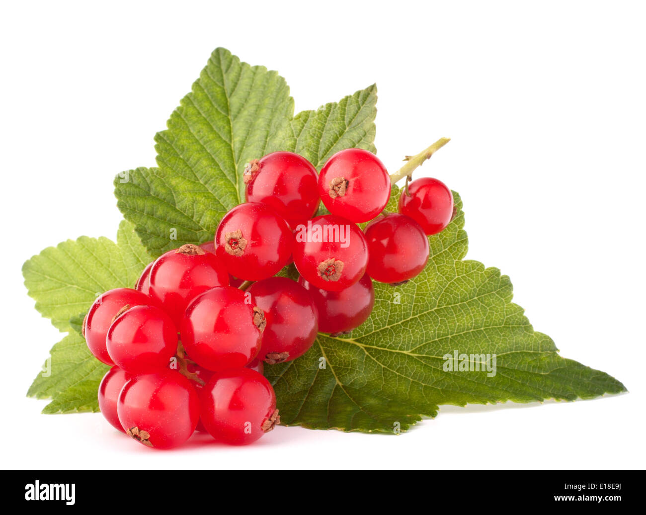 Red currants and green leaves still life isolated on white background ...
