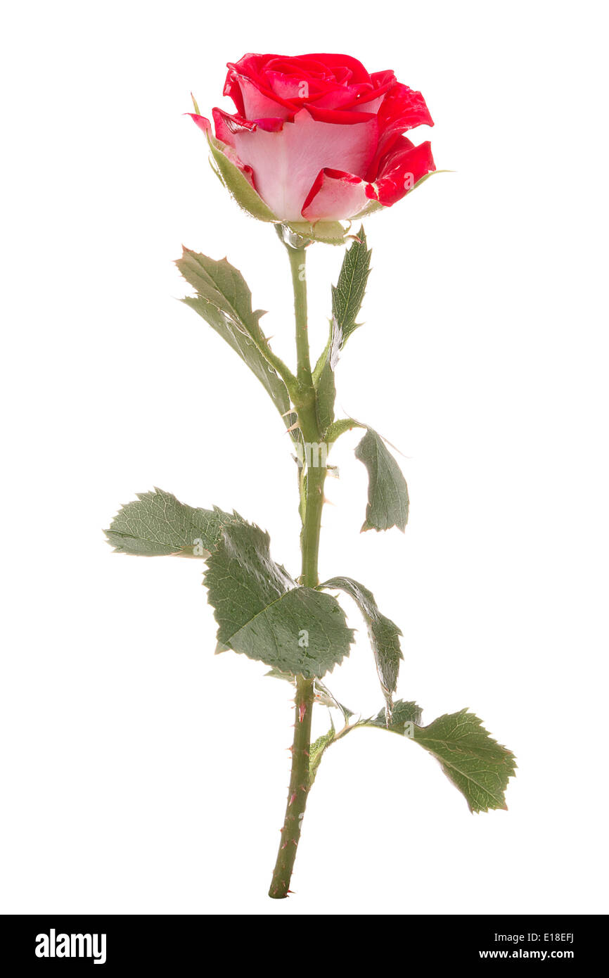 Red rose flower head isolated on white background cutout Stock Photo ...