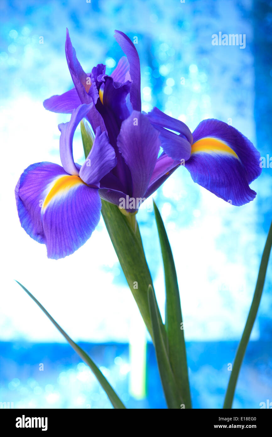 Beautiful blue iris flowers background Stock Photo - Alamy
