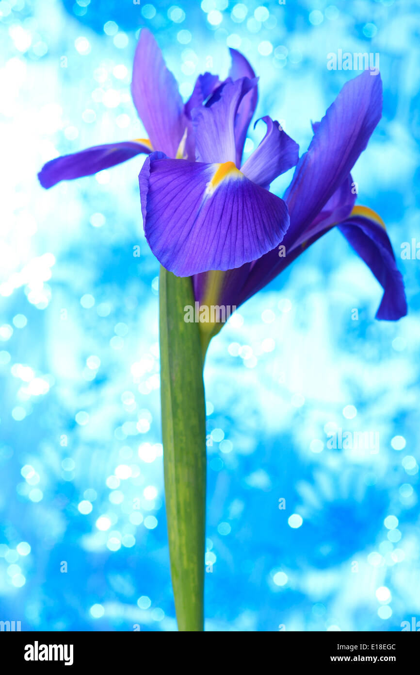 Beautiful blue iris flowers background Stock Photo - Alamy