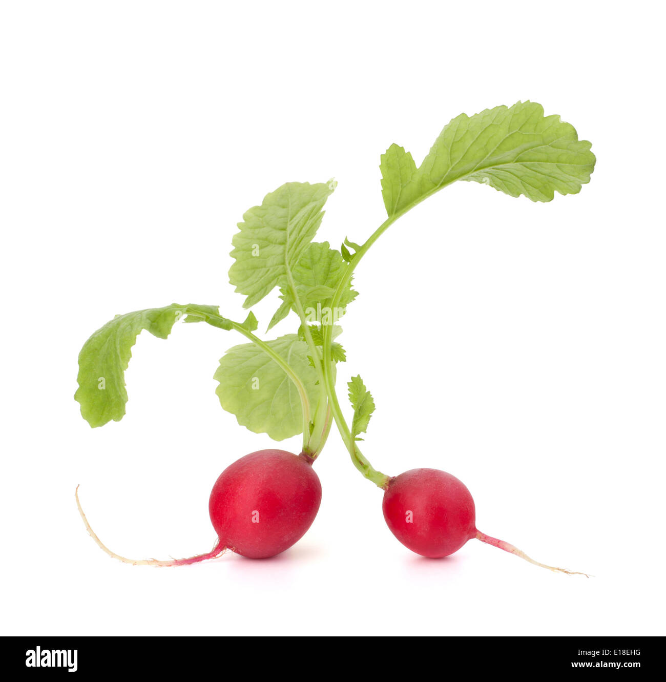 Small garden radish with leaves isolated on white background cutout ...
