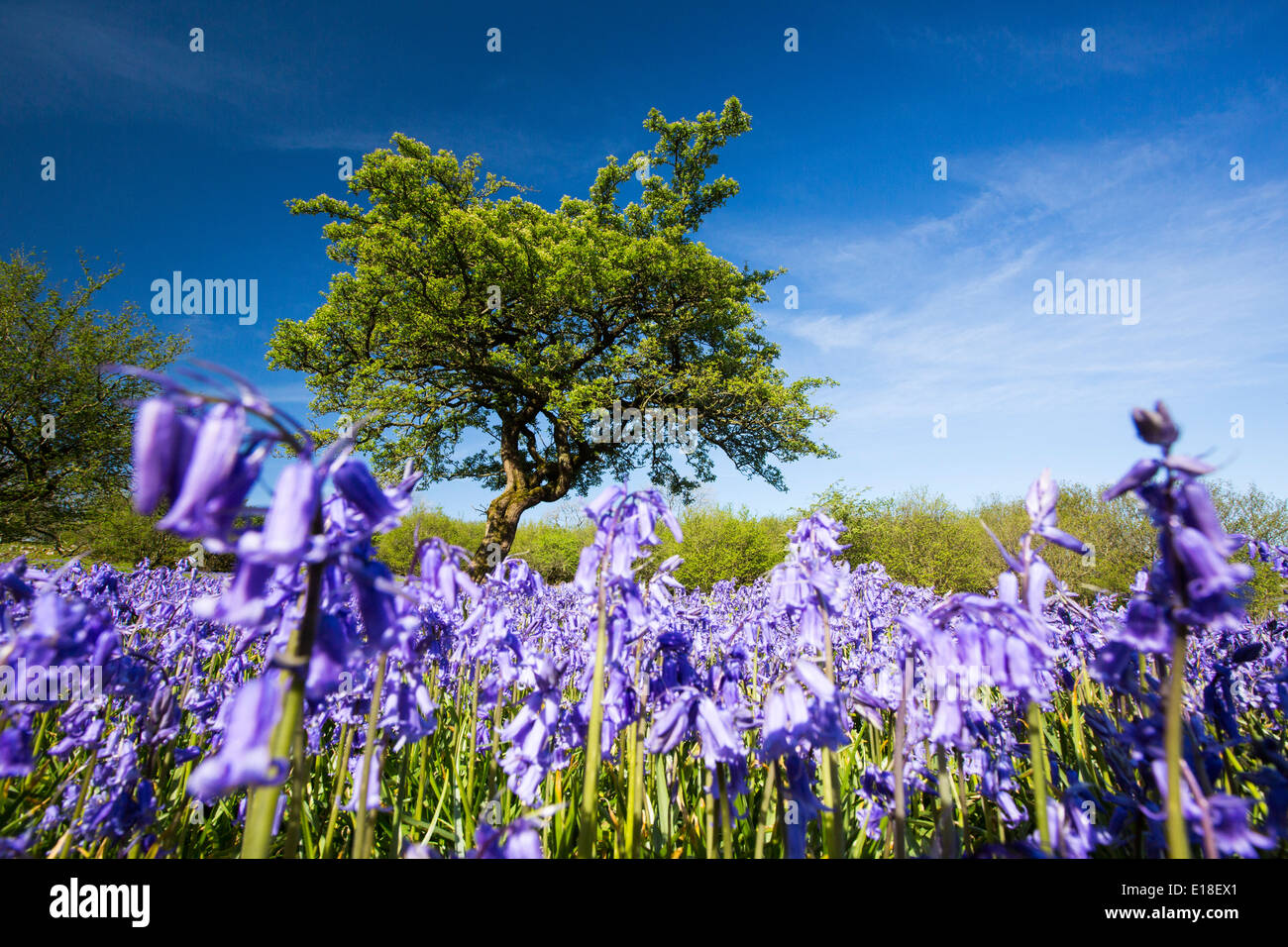 Bluebells and a Hawthorn tree growing on a limestone hill in the ...