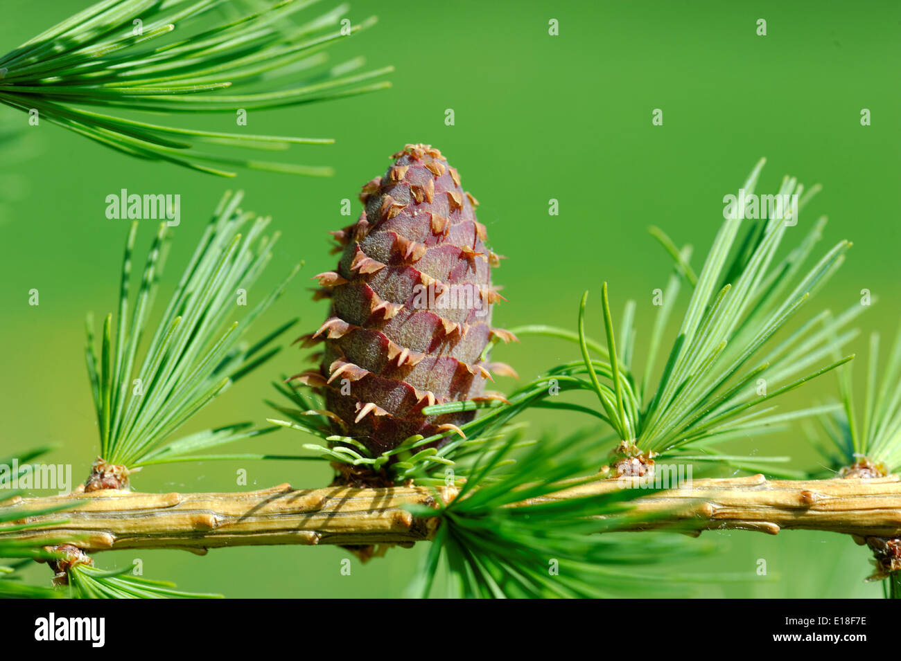 Ovulate cone (strobile) of larch tree, spring, May Stock Photo - Alamy