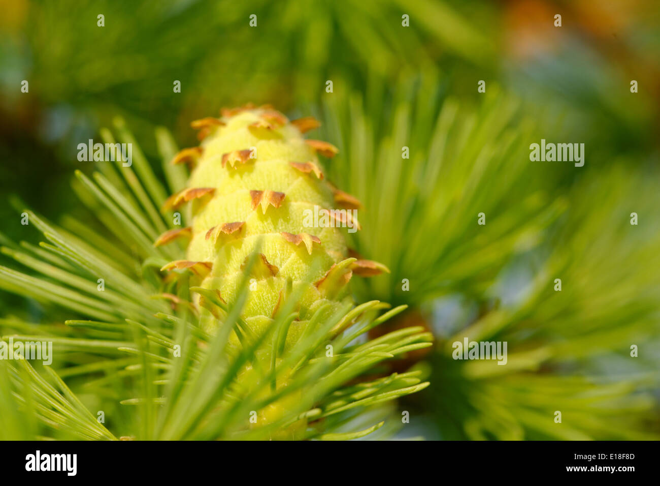 Ovulate cone (strobile) of larch tree, spring, May Stock Photo - Alamy