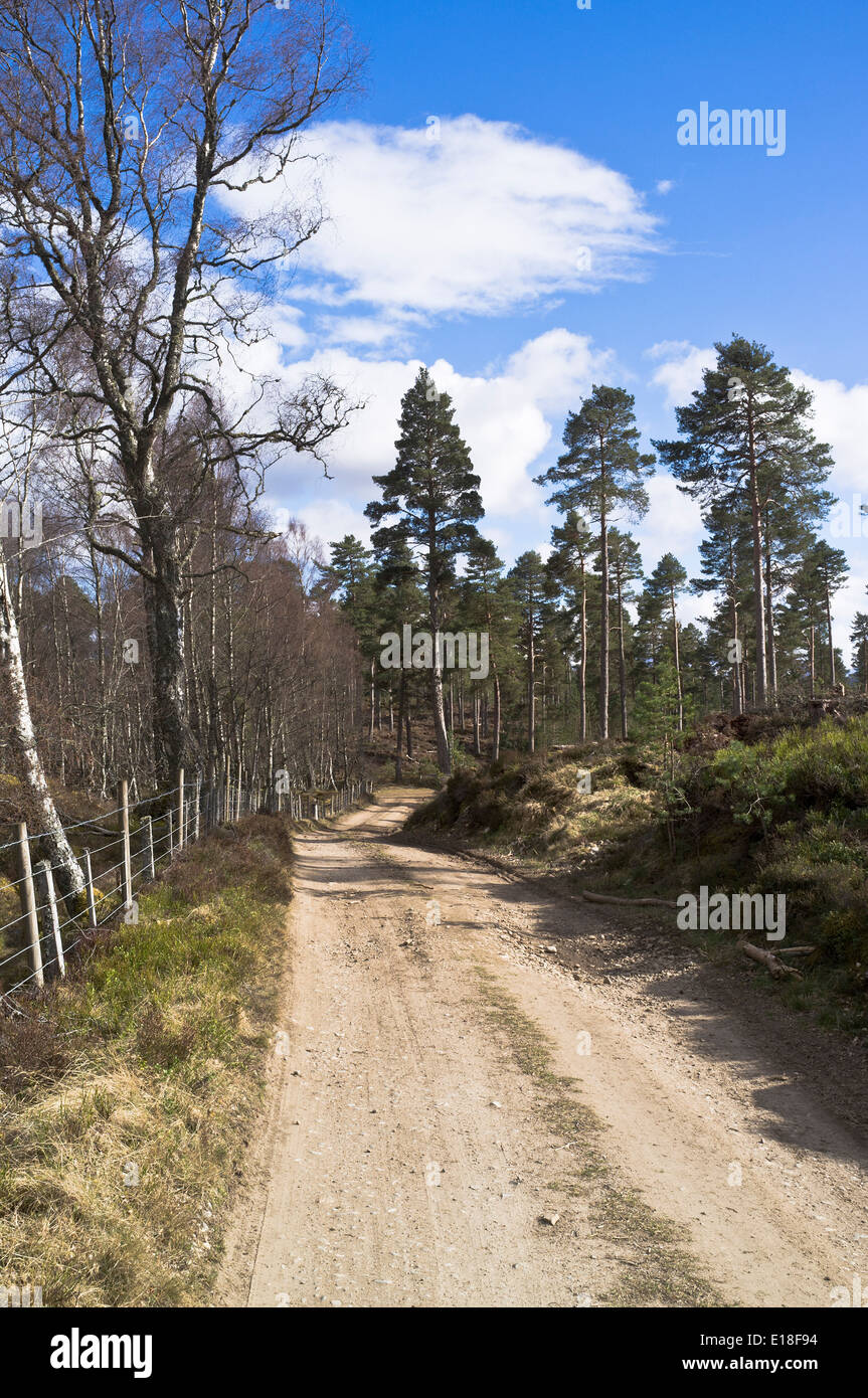 dh Forest TREES UK Forestry track Scots pine tree scottish woods ...