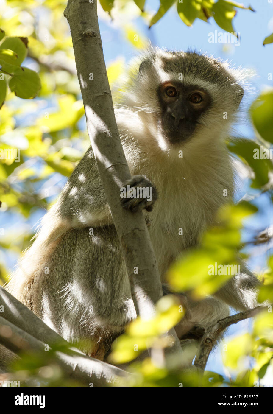 Vervet monkey (Chlorocebus pygerythrus) at Pilanesberg National Park ...