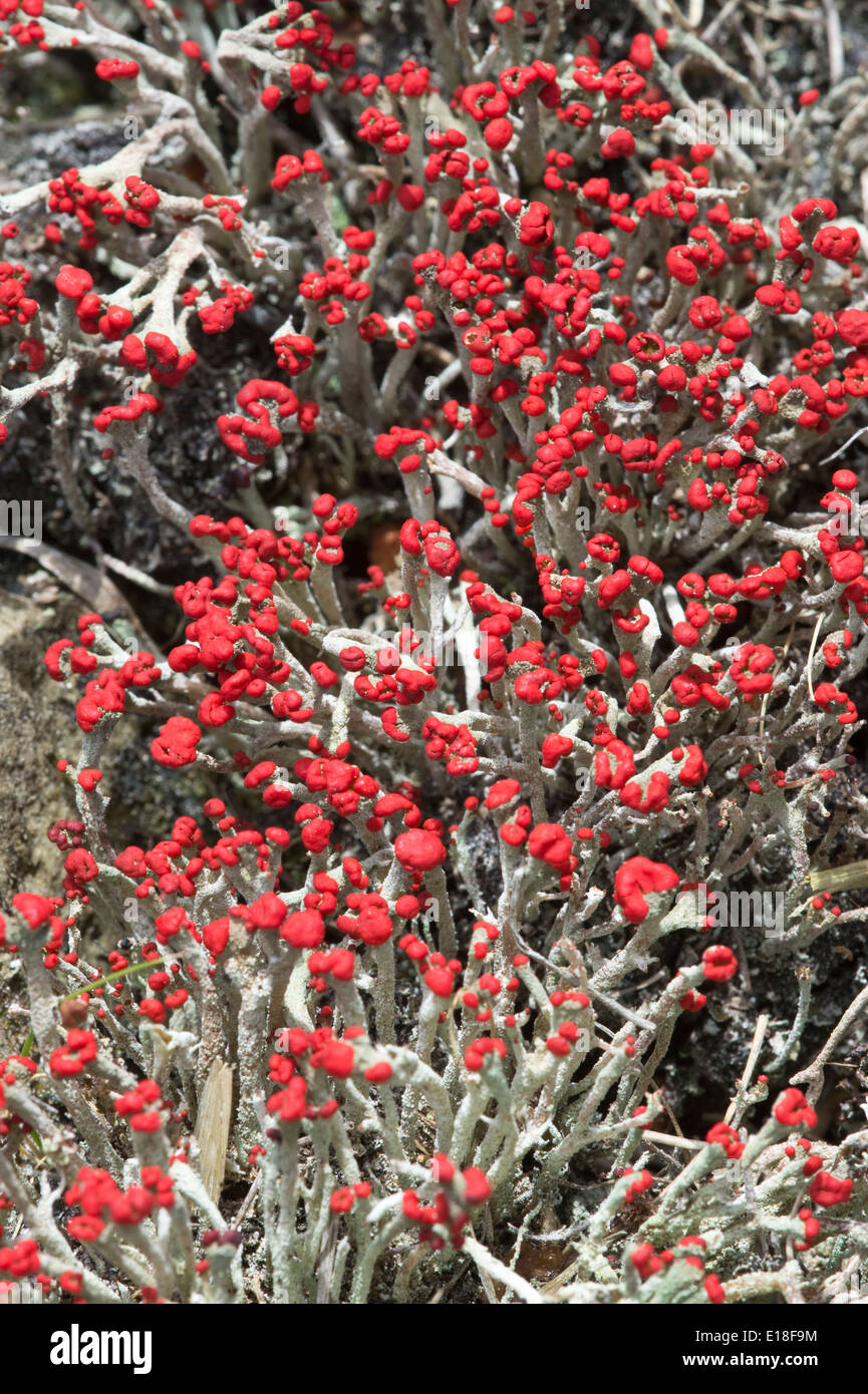 Devil’s matchstick lichen (Cladonia floerkeana) Bog Mine - a ...
