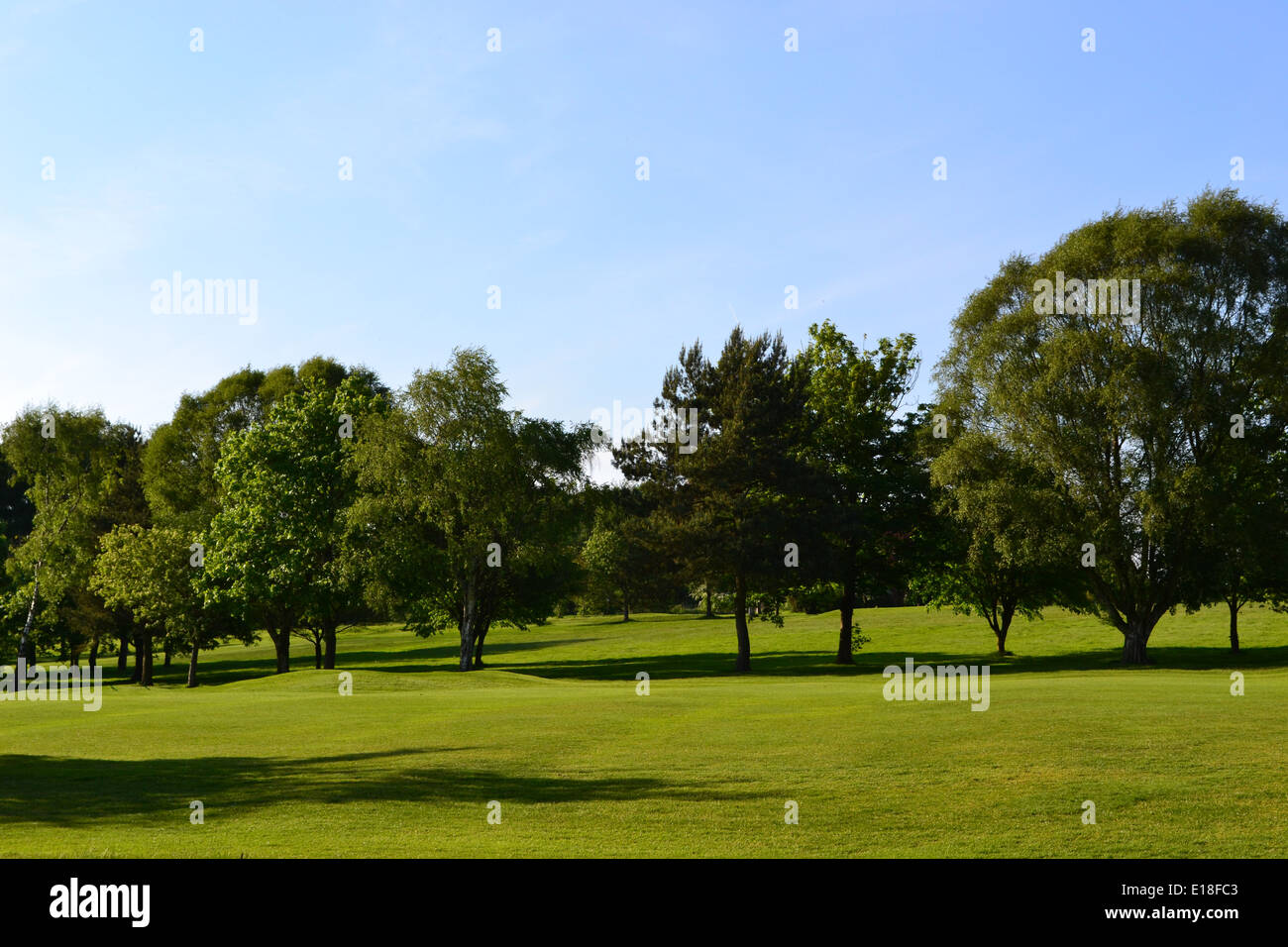 Trees in a row Stock Photo - Alamy
