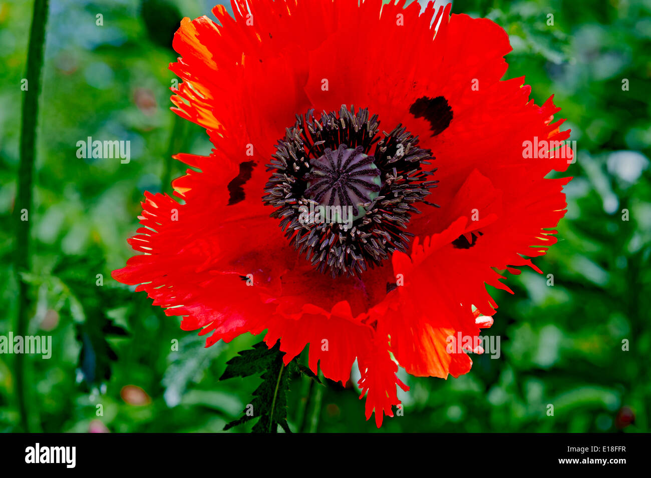 Mohnblume hi-res stock photography and images - Alamy