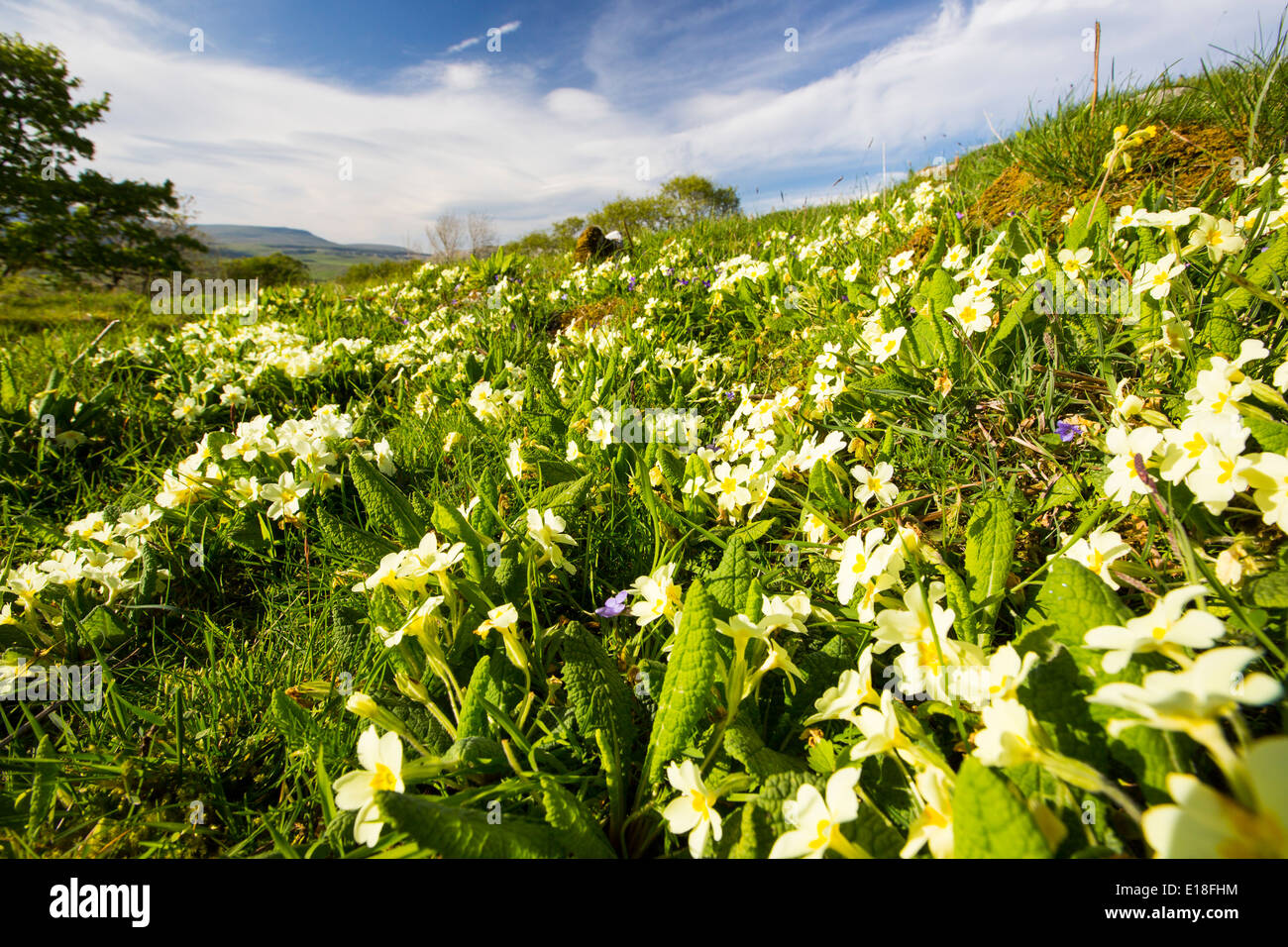 Primroses and Violets growing on a limestone hill in the Yorkshire ...