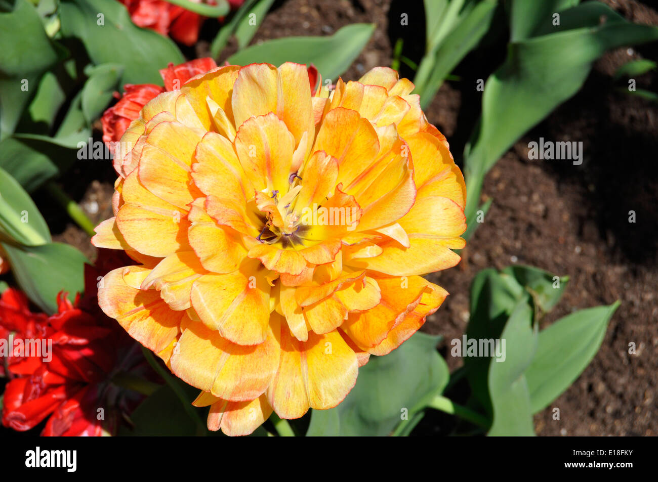 Apeldoorn Tulip Stock Photos & Apeldoorn Tulip Stock Images - Alamy