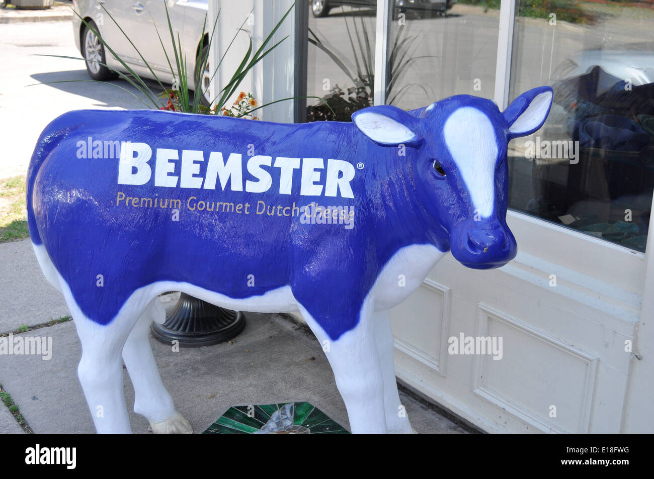 Beemster cow hi-res stock photography and images - Alamy