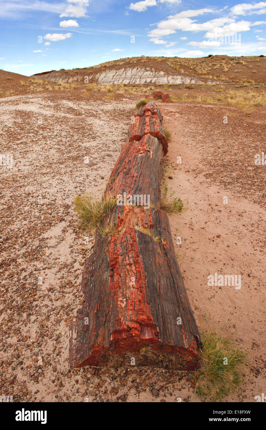USA Petrified Forest Apache Navajo Arizona United States National Park ...