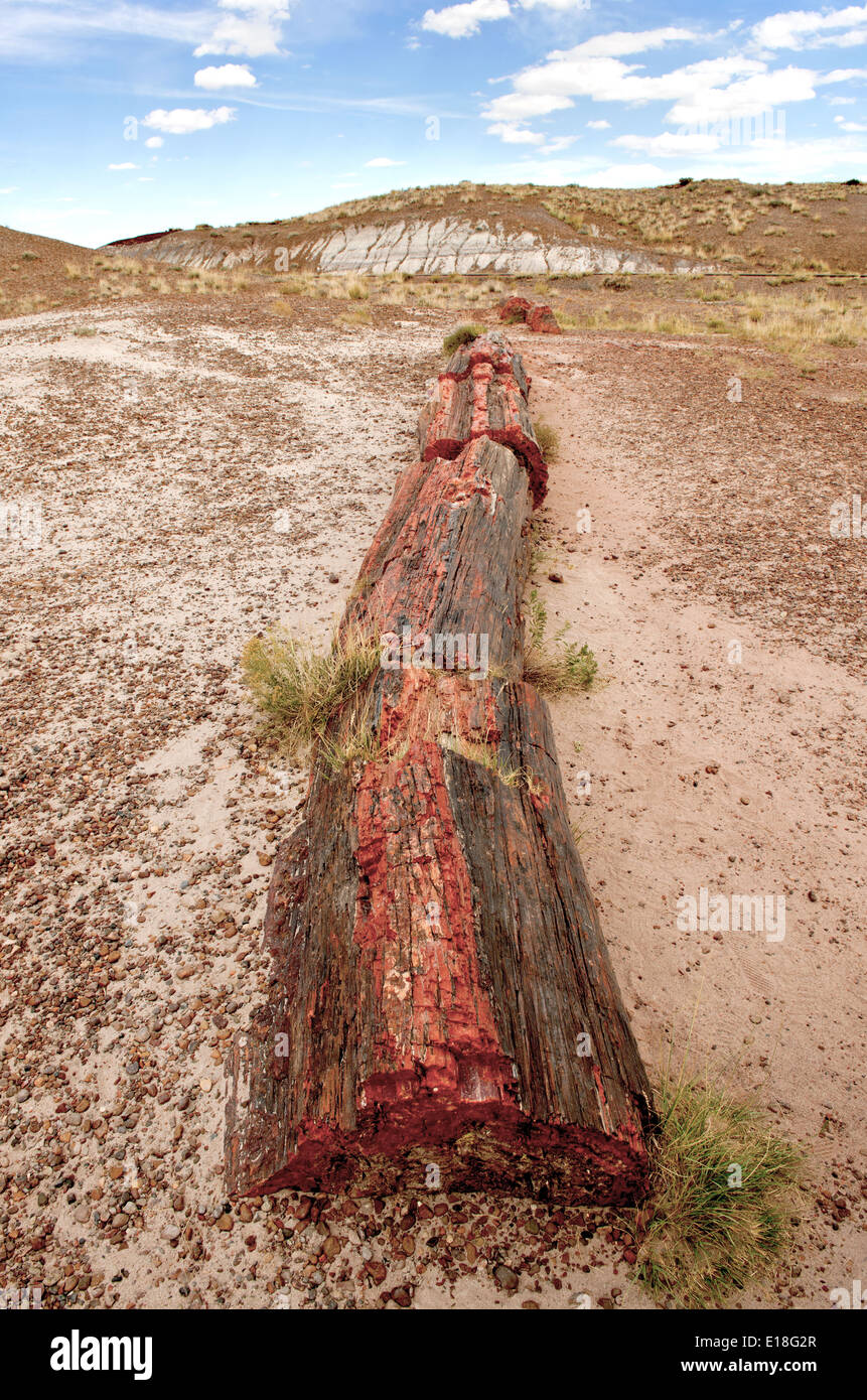 Painted Desert petrified forest Forest Apache Navajo Arizona United ...