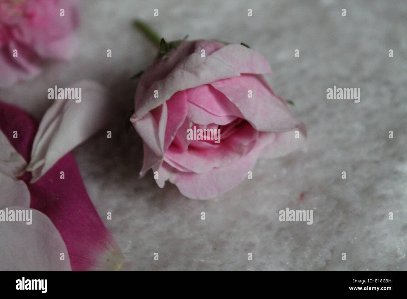 little bud of pink garden rose lay on white Stock Photo - Alamy