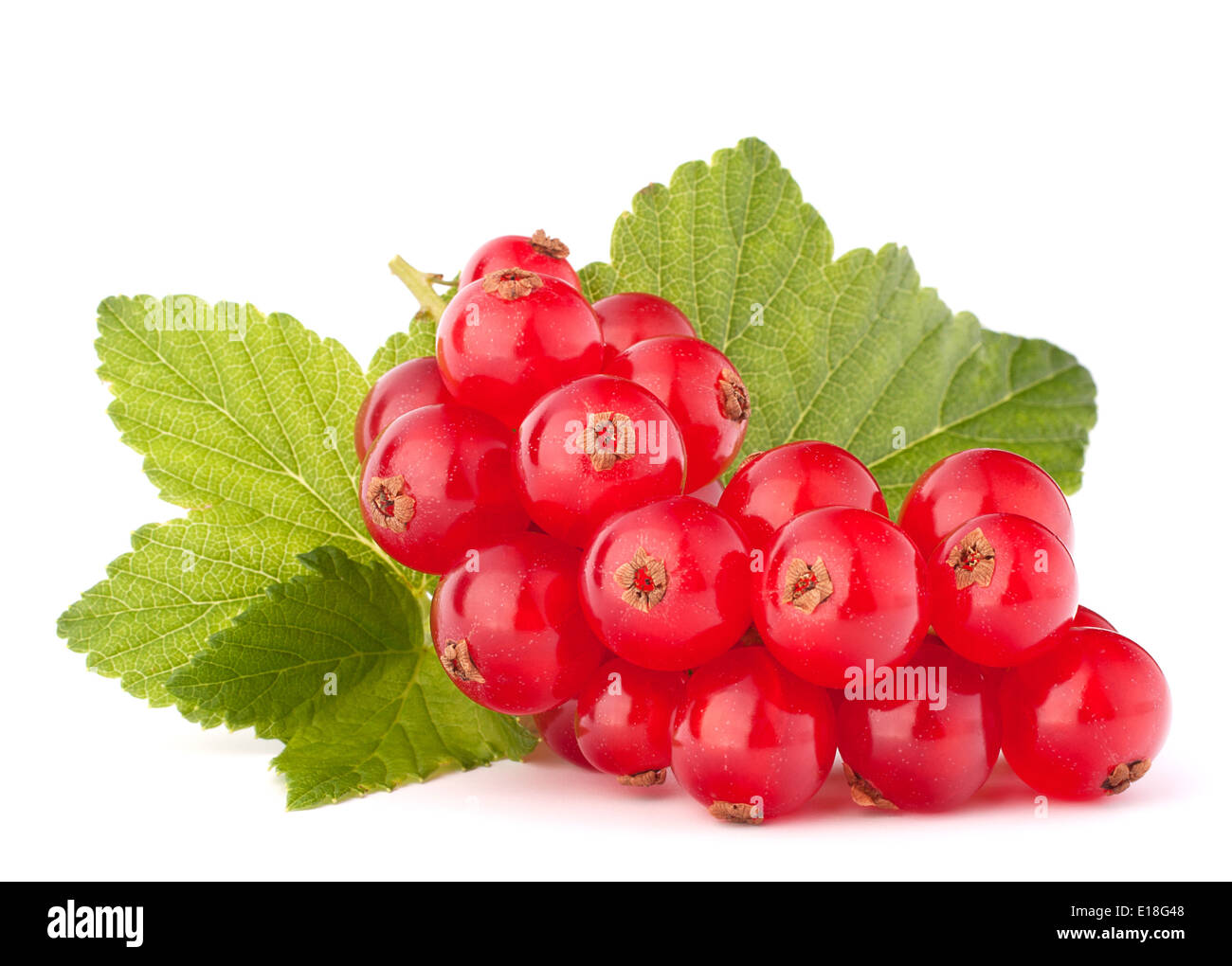 Red currants and green leaves still life isolated on white background ...