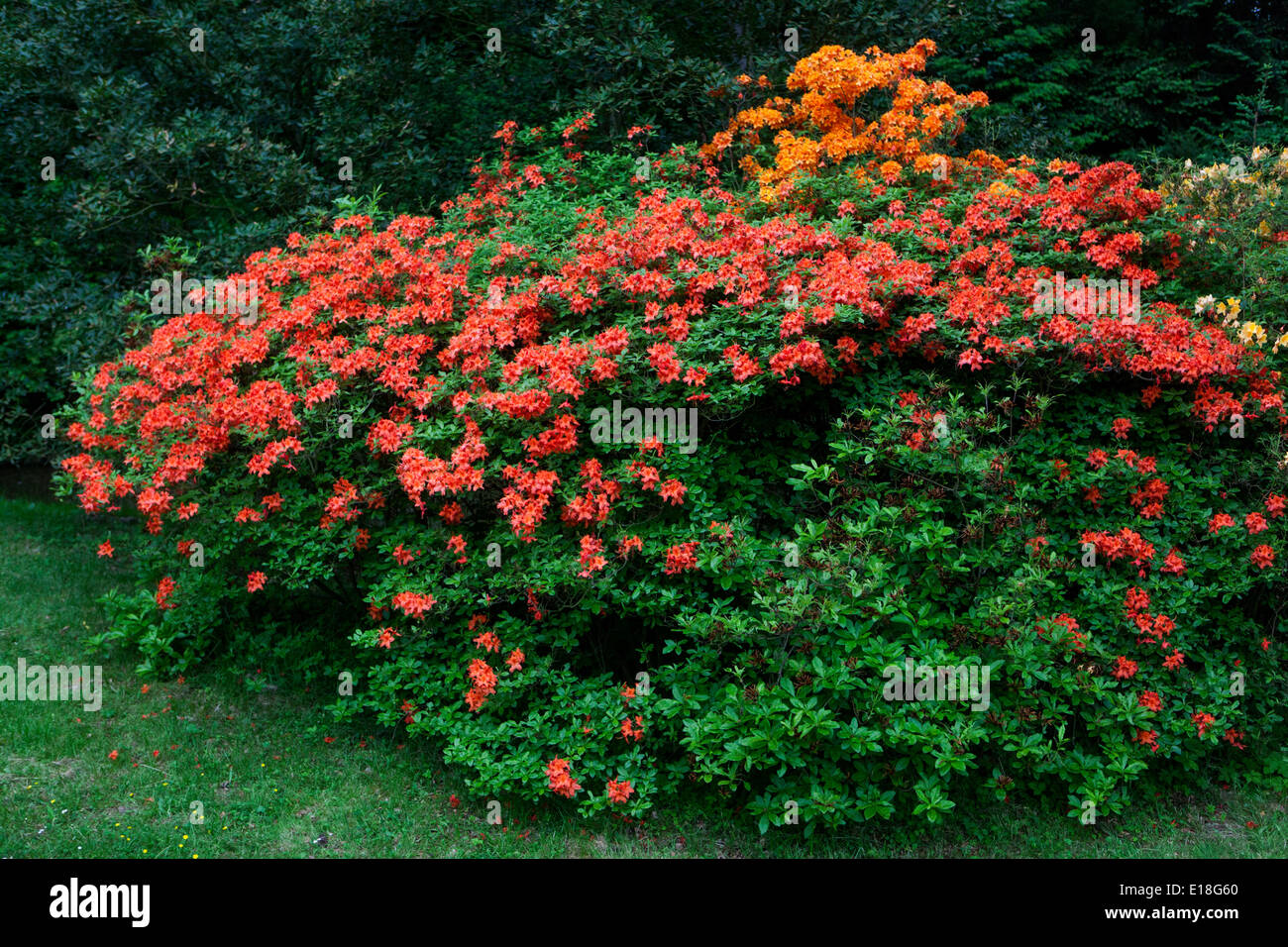 Azalea rhododendron rhododendron hi-res stock photography and images ...