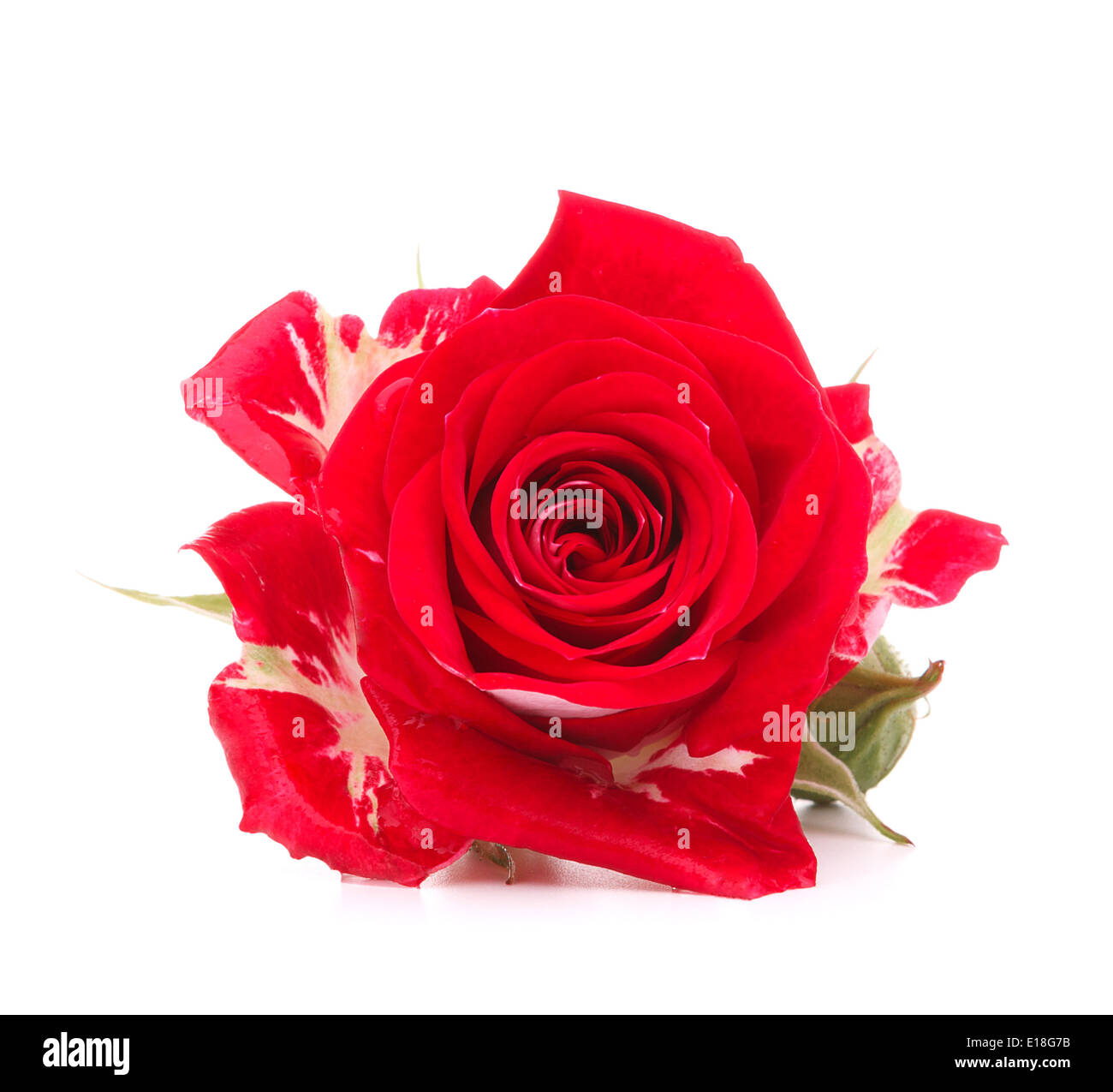 Red rose flower head isolated on white background cutout Stock Photo ...