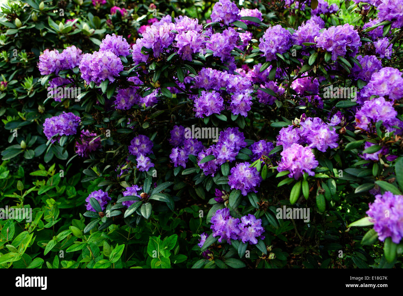 Blue azalea bush hi-res stock photography and images - Alamy