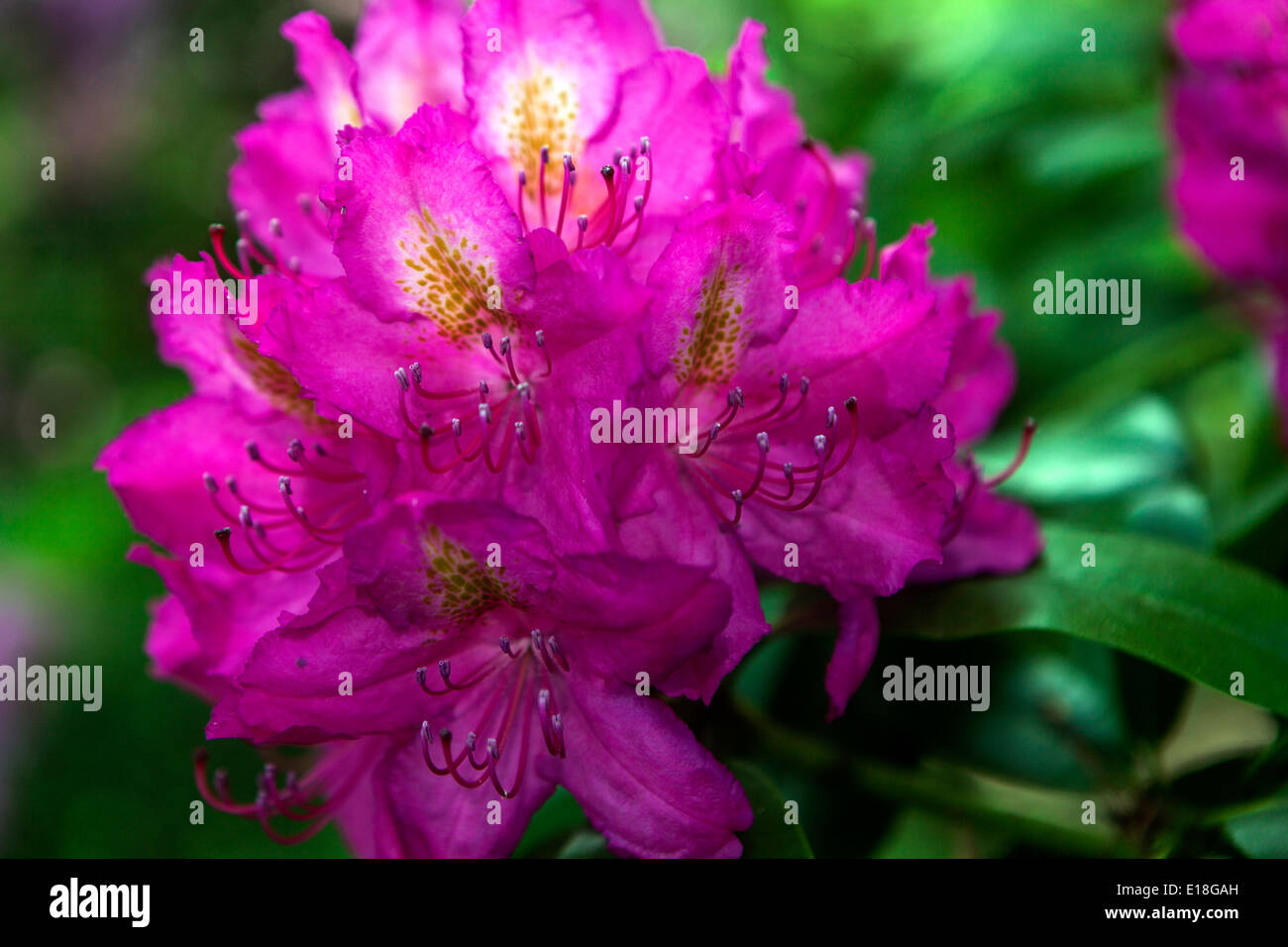 Mauve Purple Rhododendron in bloom Stock Photo - Alamy