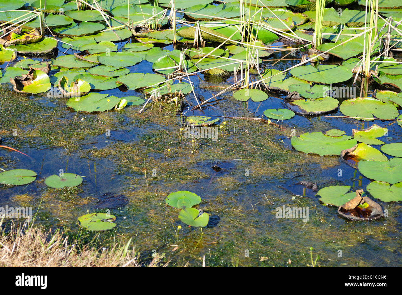 picture of a pond area in an urban environment Stock Photo - Alamy